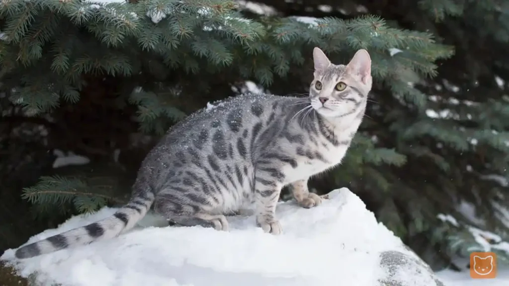 25 Jenis Kucing di Malaysia, Senarai Baka Popular & Panduan Pemilik