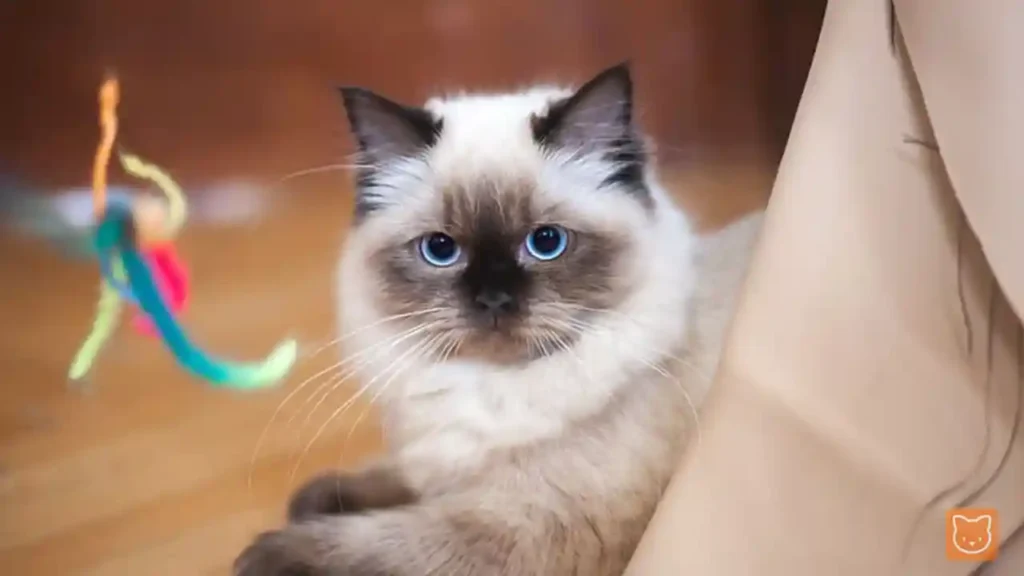 25 Jenis Kucing di Malaysia, Senarai Baka Popular & Panduan Pemilik