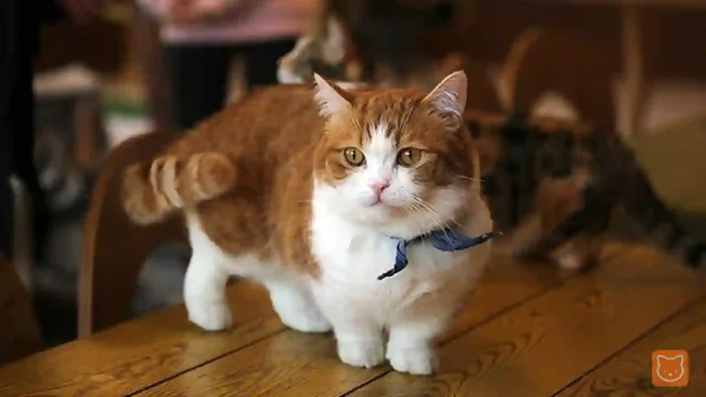 25 Jenis Kucing di Malaysia, Senarai Baka Popular & Panduan Pemilik