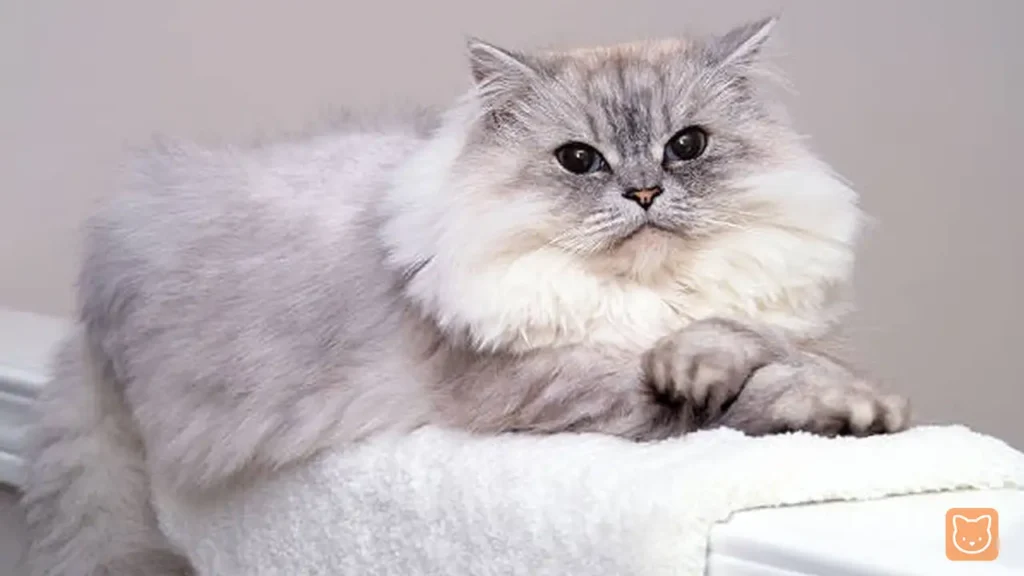 25 Jenis Kucing di Malaysia, Senarai Baka Popular & Panduan Pemilik